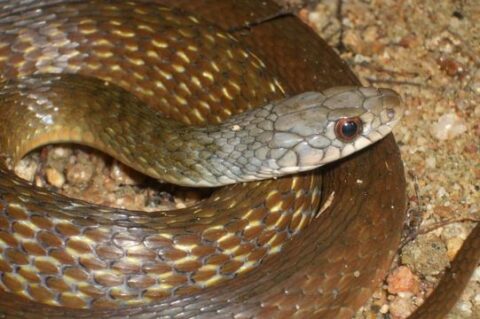 Living With Snakes - What's On Tablelands