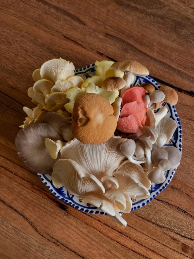 Yungaburra Markets – What's On Tablelands